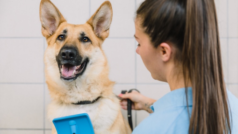 Good Dog! | Guide Dogs