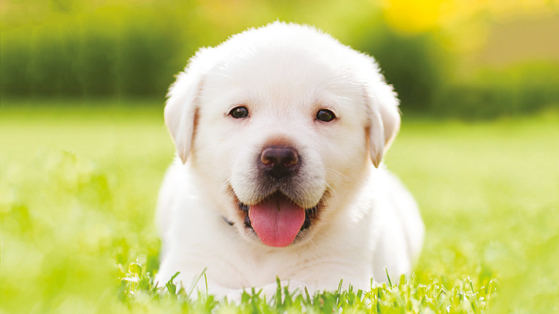 Play and win | Guide Dogs