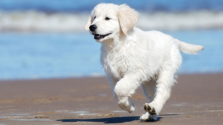 The Guide Dogs Raffles | Guide Dogs