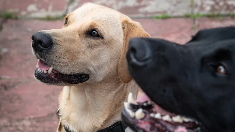15 Facts About Guide Dogs | Did You Know | Guide Dogs UK