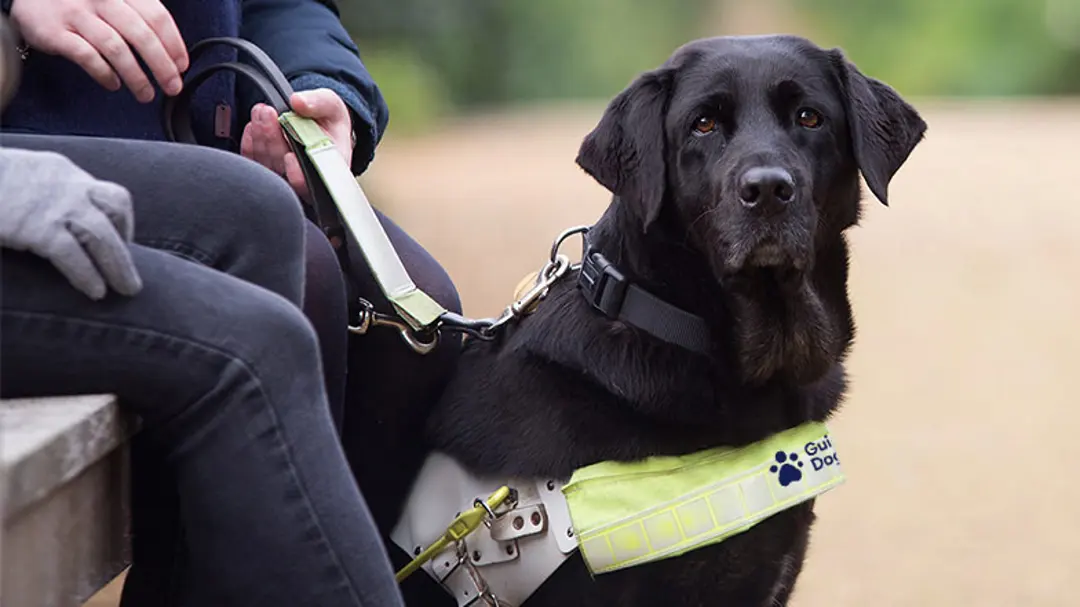 Support Our Charity & Get Involved | Guide Dogs UK