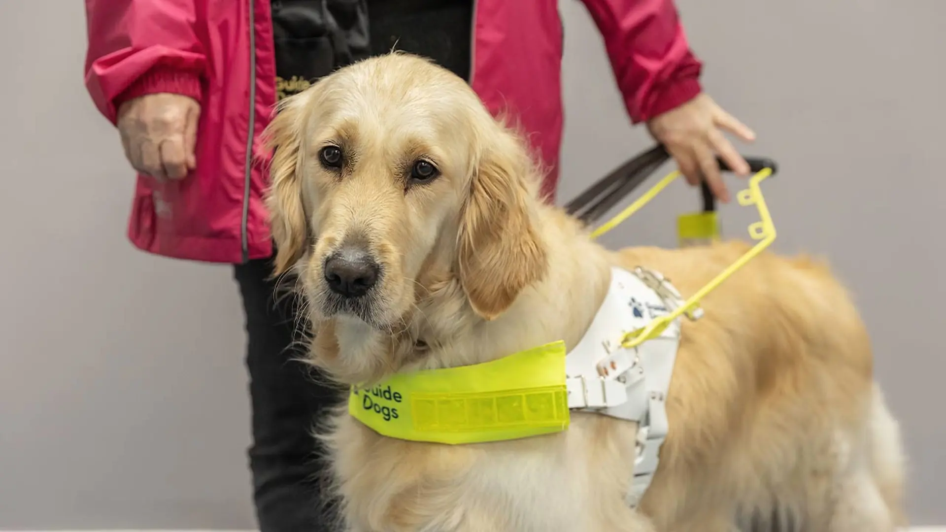 Golden Retriever | Our Dog Breeds | Guide Dogs