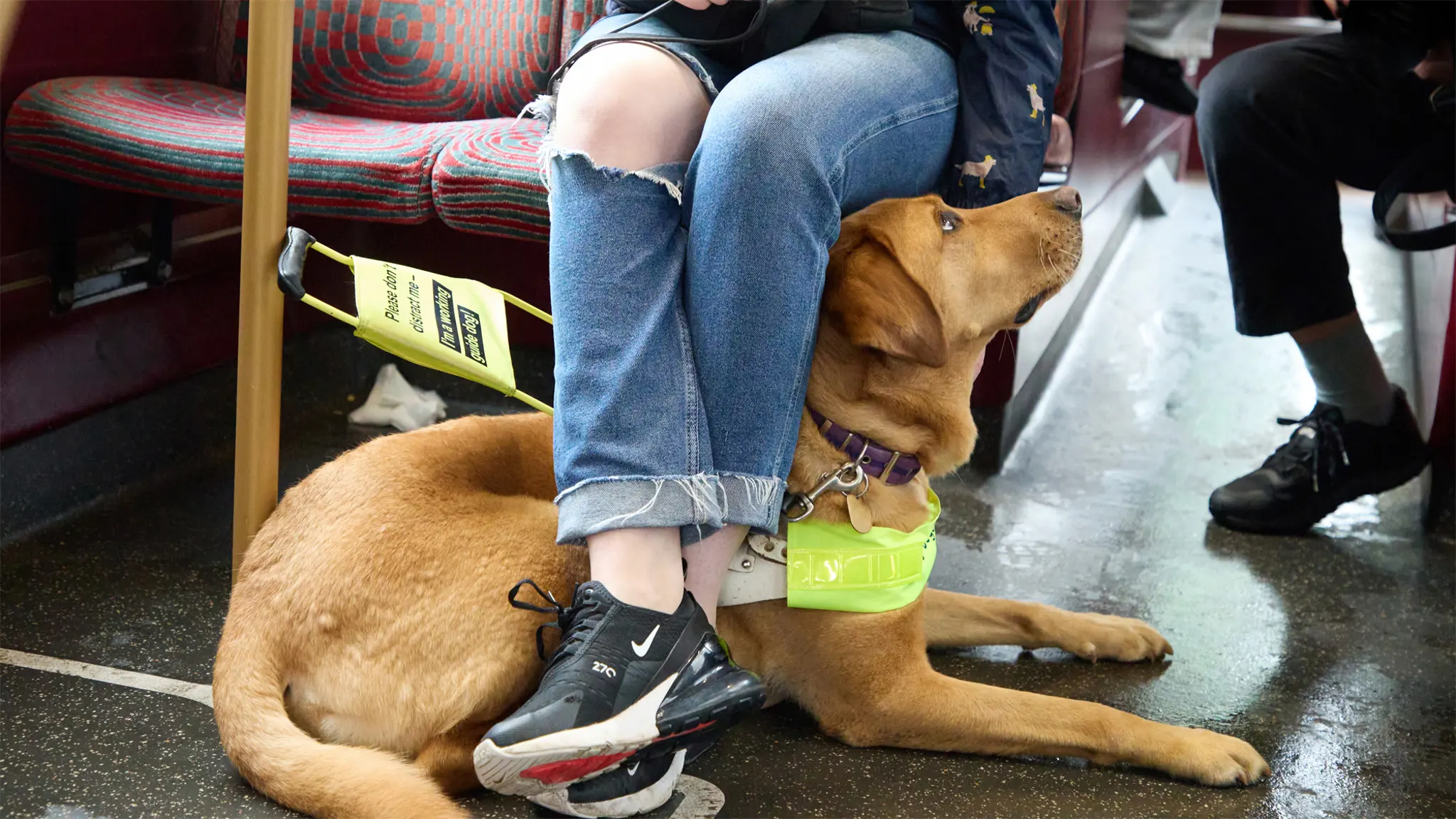 Travelling with your assistance dog | Guide Dogs