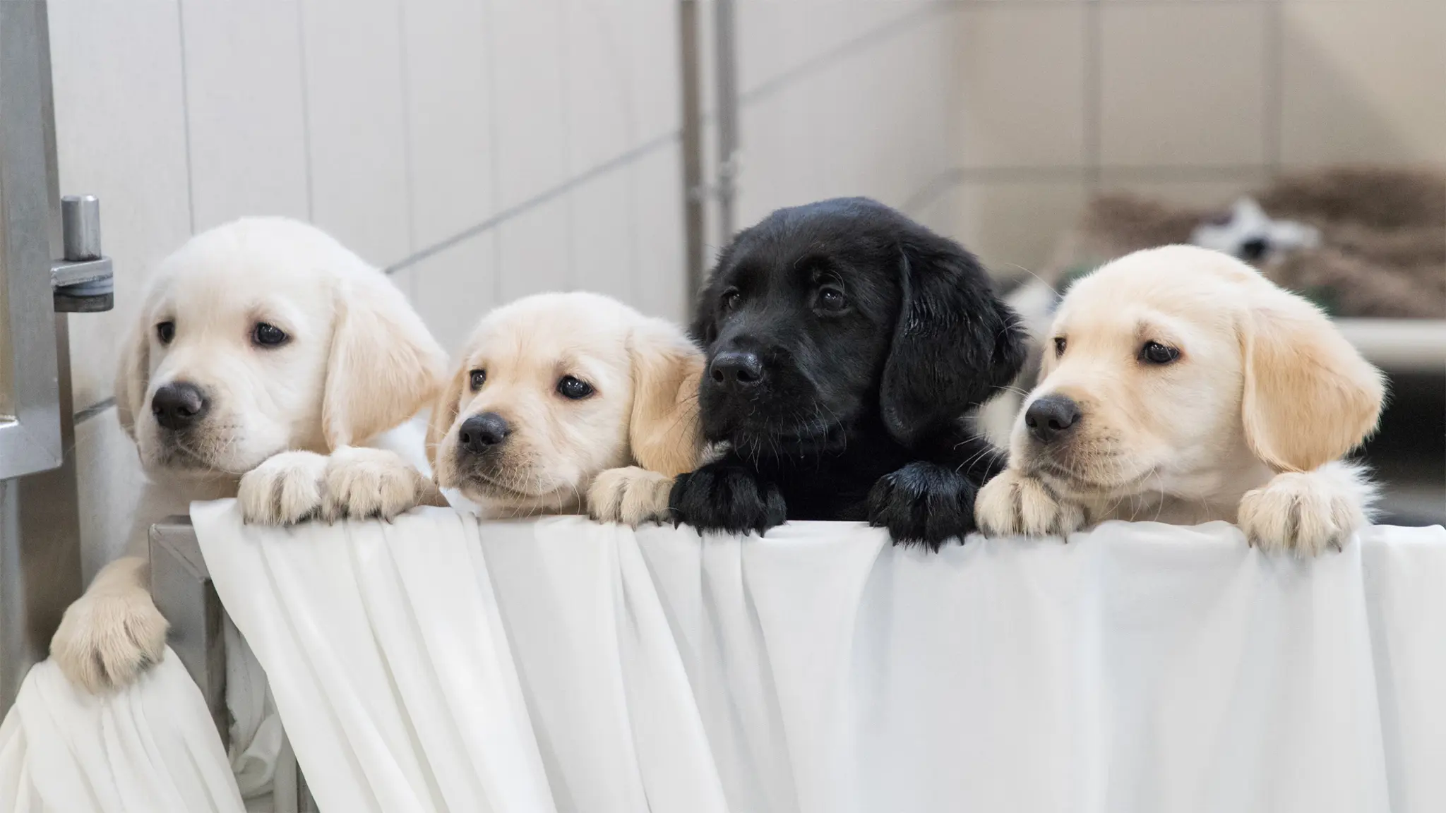 Labrador Retriever | Our Dog Breeds | Guide Dogs