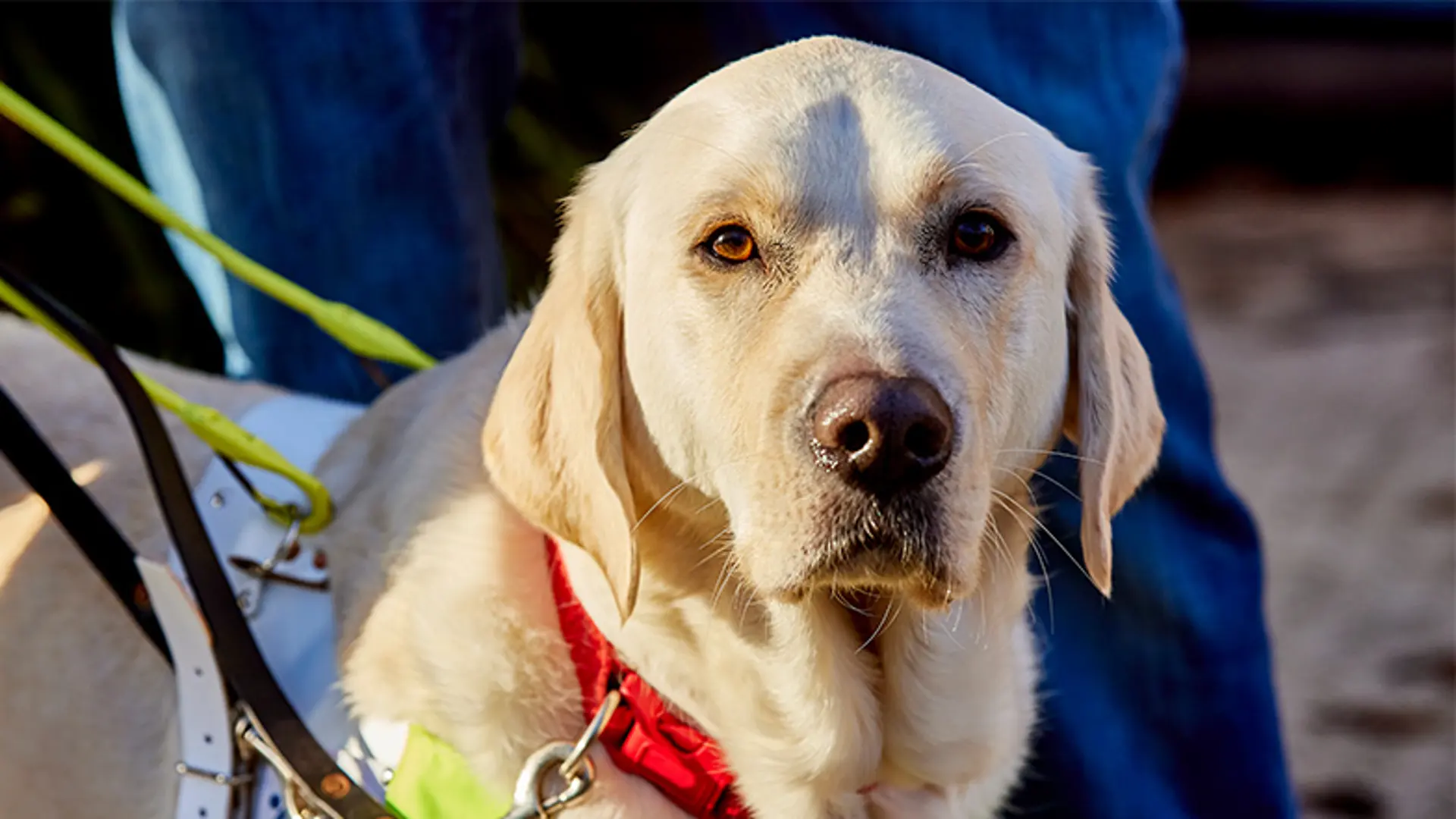 Apps to Help People with Vision Impairment | Guide Dogs