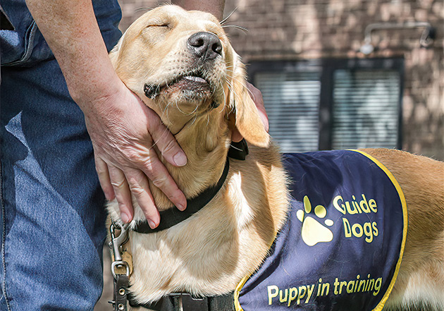 Puppy Raiser | Volunteer | Guide Dogs UK