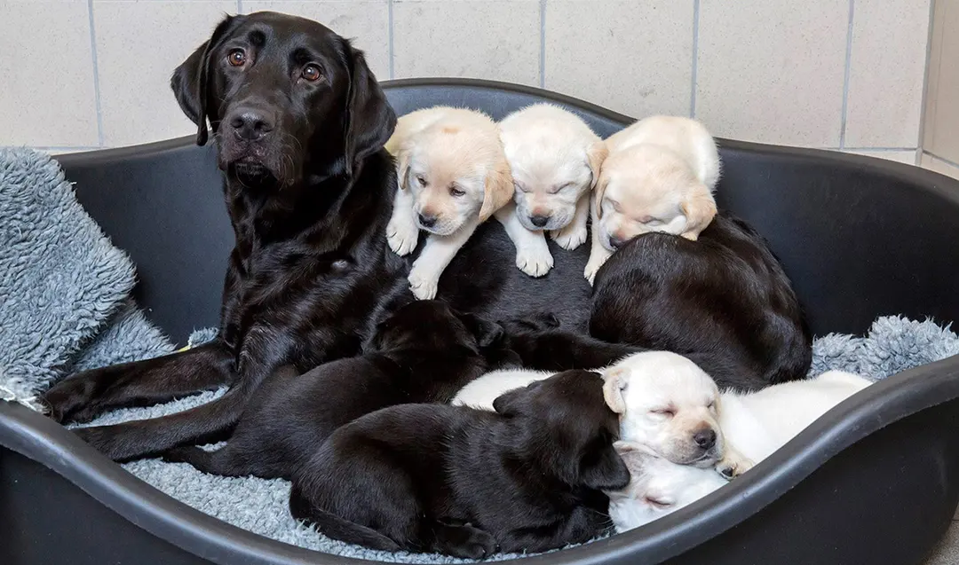 Guide Dogs' Centres | Guide Dogs