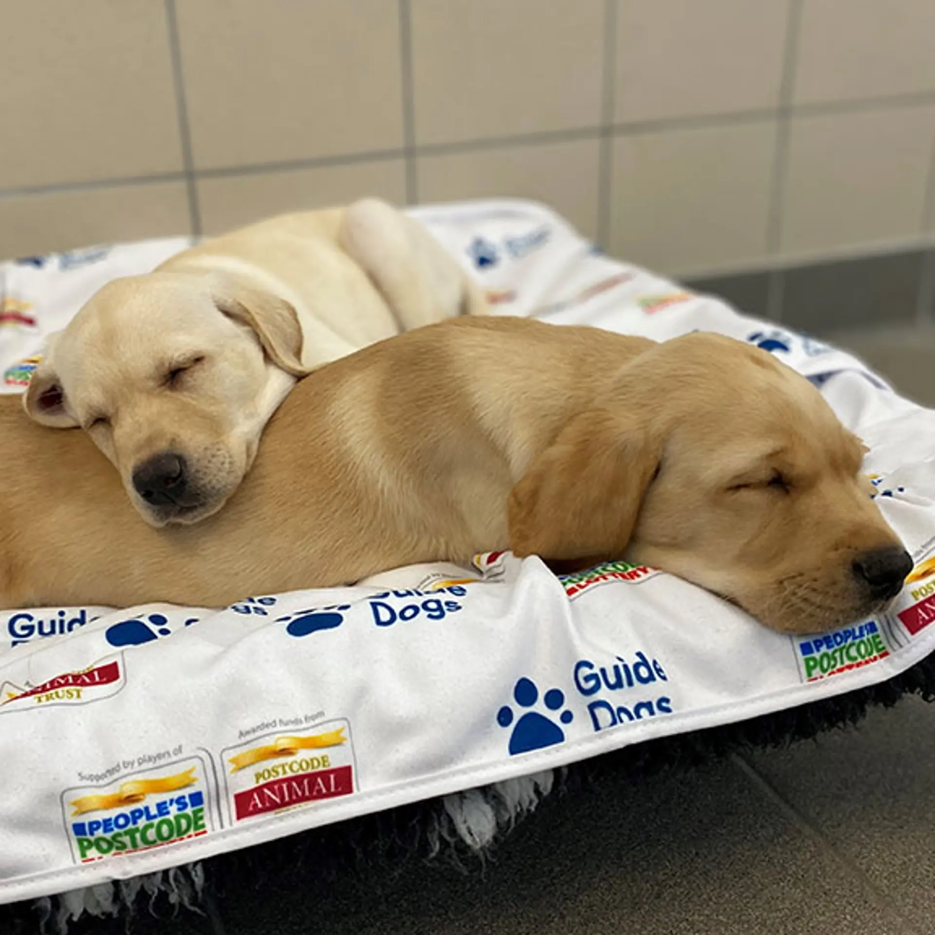 Crossbreeds | Our Dog Breeds | Guide Dogs UK