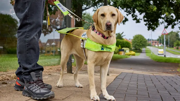 Travelling with your assistance dog | Guide Dogs