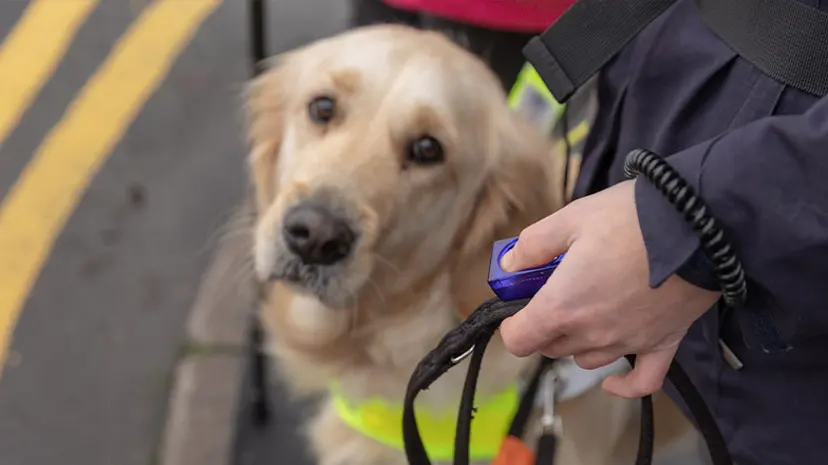 Training Our Dogs | How to Train a Guide Dog | Guide Dogs UK