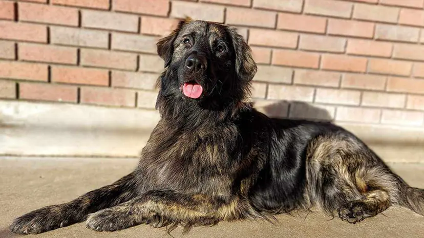 Crossbreeds | Our Dog Breeds | Guide Dogs UK