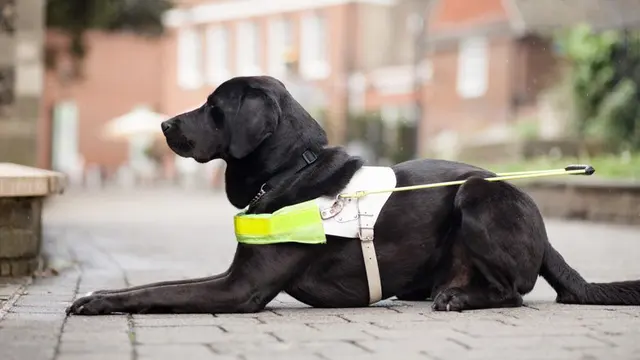 Donate to Charity Online | Guide Dogs