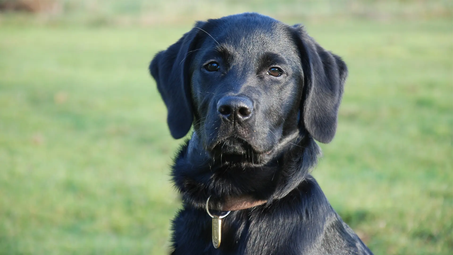 Volunteer with Our Dogs | Volunteering | Guide Dogs UK