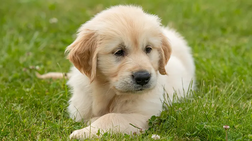 Golden Retriever | Our Dog Breeds | Guide Dogs