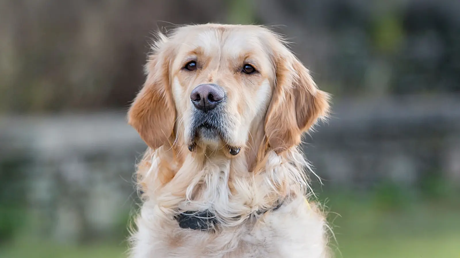 Guide Dogs Free Wills | Guide Dogs