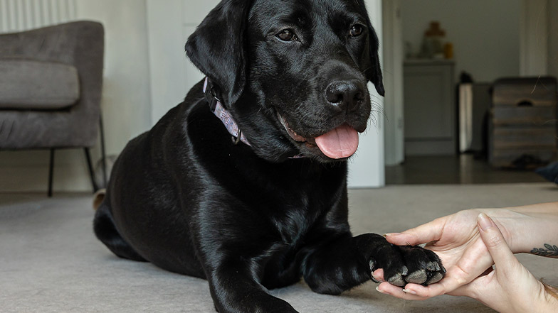 How to Health Check a Dog at Home | Guide Dogs UK