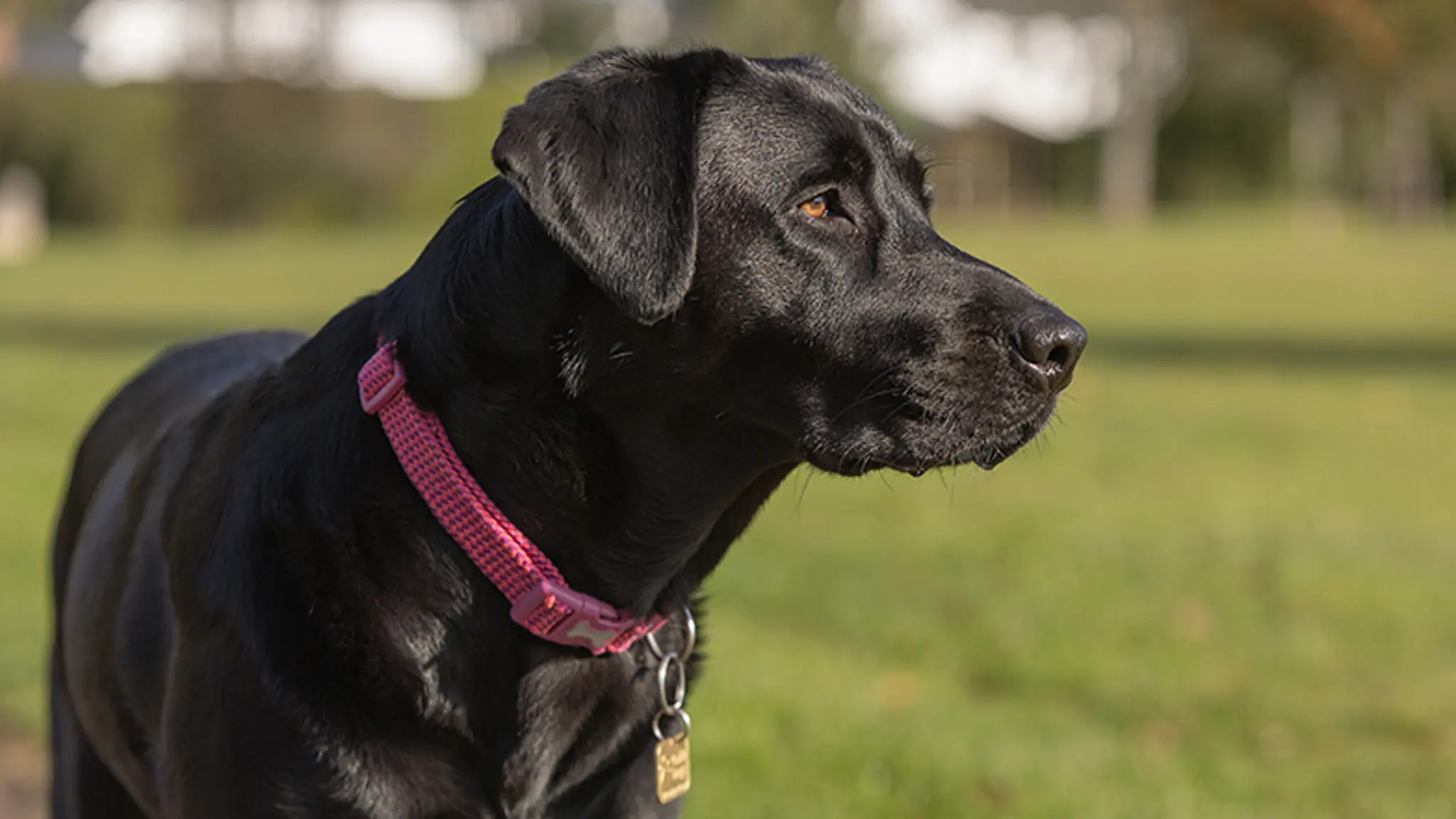 Get to Know the Different Guide Dog Breeds | Guide Dogs UK