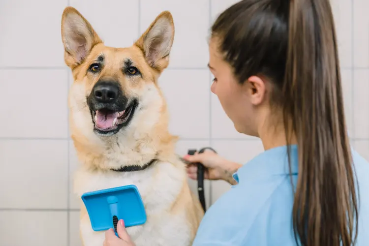 Crossbreeds | Our Dog Breeds | Guide Dogs UK