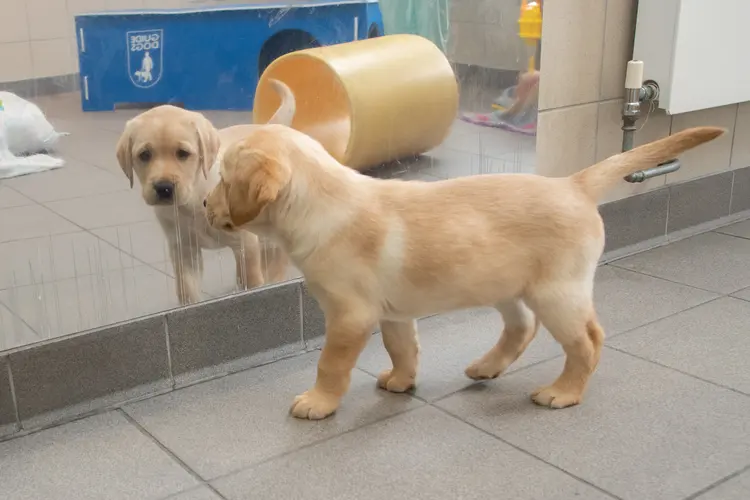 Golden Retriever | Our Dog Breeds | Guide Dogs