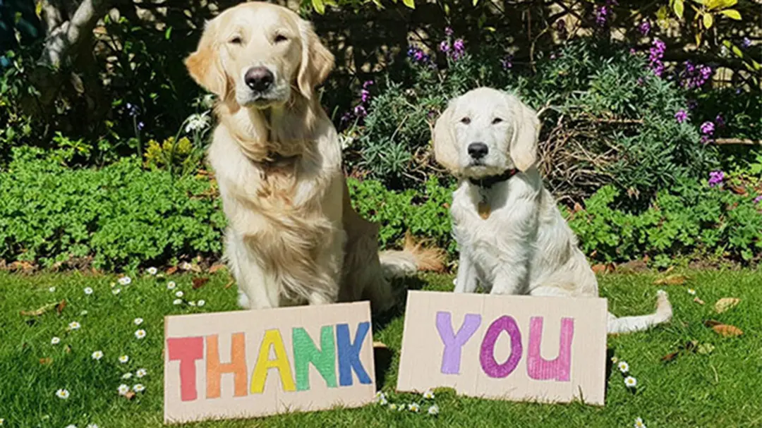 Volunteer with Our Dogs | Volunteering | Guide Dogs UK