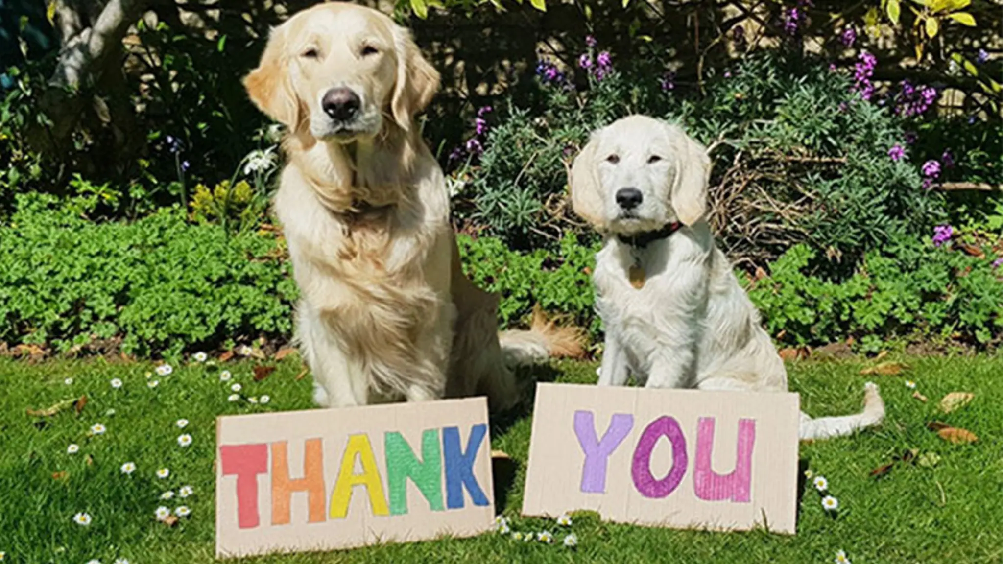 Volunteer with Our Dogs | Volunteering | Guide Dogs UK
