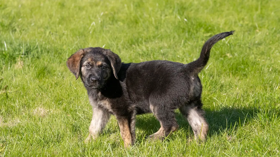Good Dog | Expert Training Advice | Guide Dogs